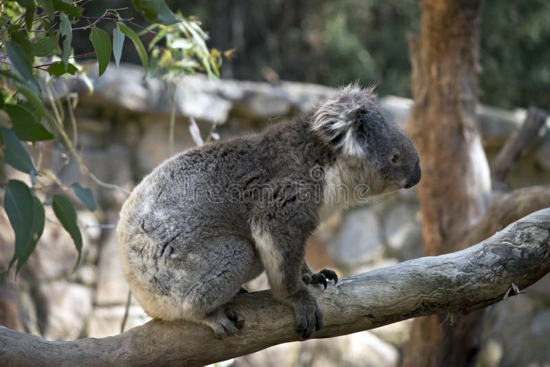 Koala Bear Side View Stock Photos - Free & Royalty-Free Stock Photos ...