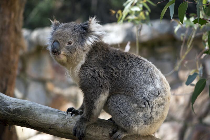 Koala Bear Side View Stock Photos - Free & Royalty-Free Stock Photos ...