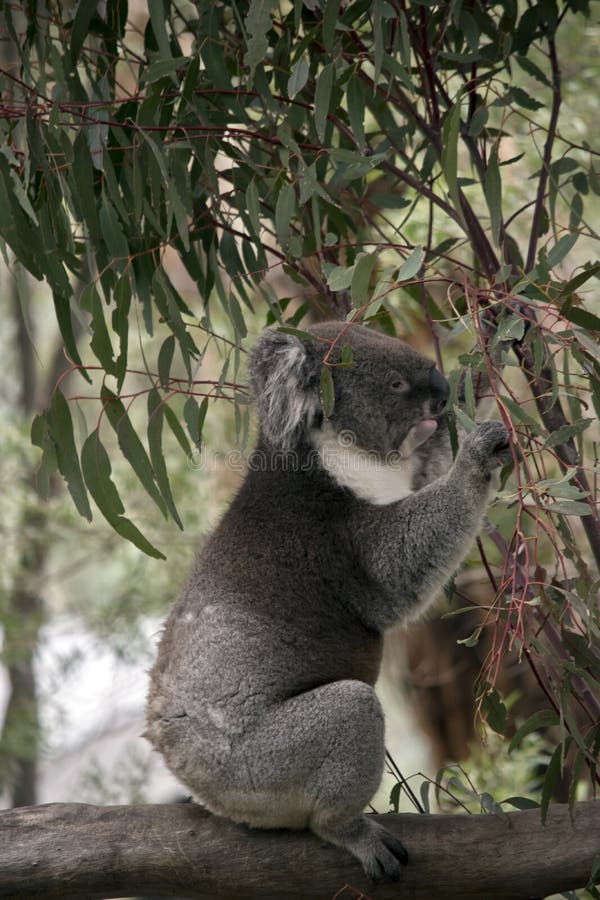 A side view of a koala stock photo. Image of cute, white - 155207988