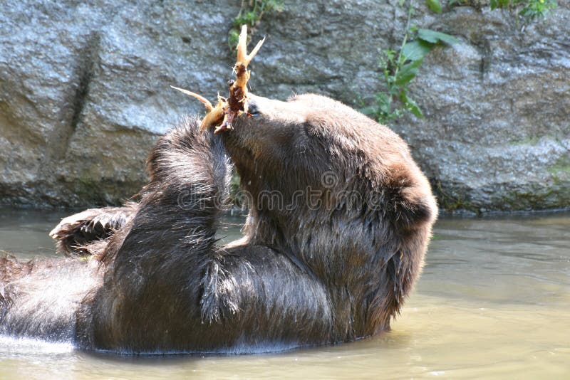 Side View of a Kodiak Bear Floating in the Water Stock Image - Image of ...