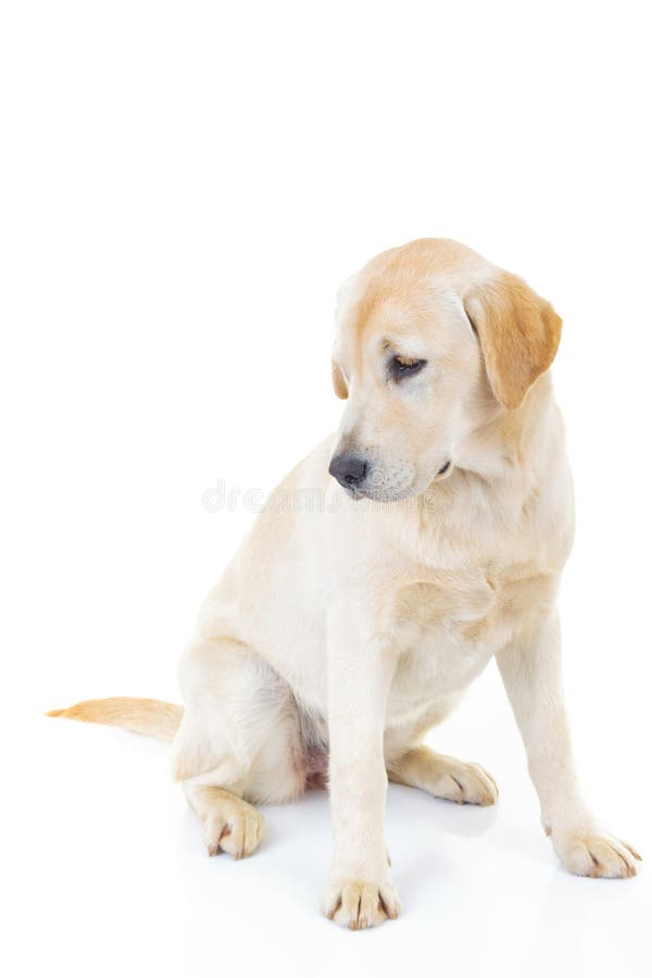 Side View of a Labrador Retriever Dog Looking Back Stock Image - Image ...