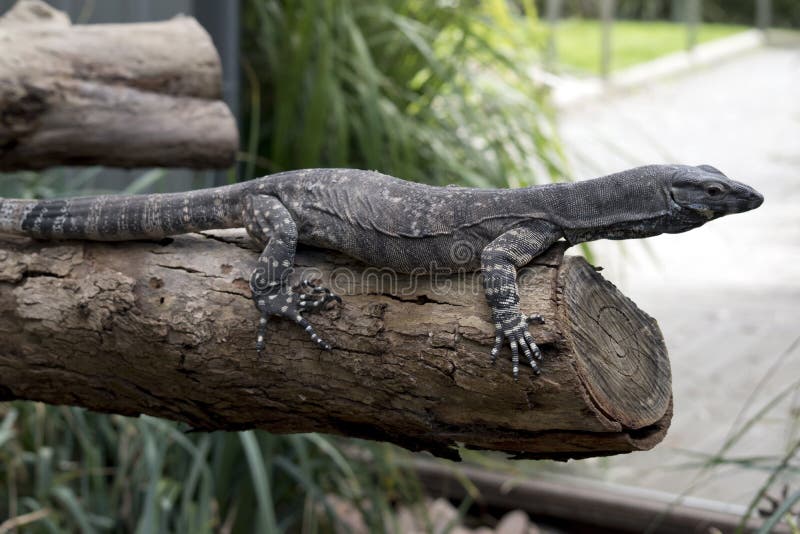 This is a Side View of a Lace Lizard Stock Photo - Image of skin, lace ...