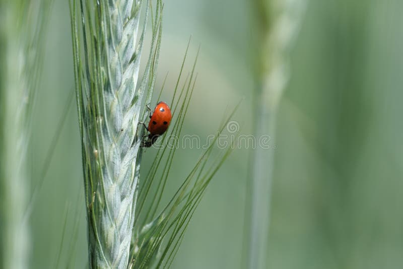Side View of a Ladybug Close Up in Nature Stock Photo - Image of side ...