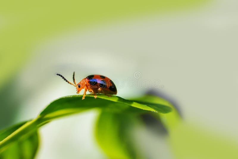 Side View of Ladybug on Green Leaf Stock Photo - Image of good ...