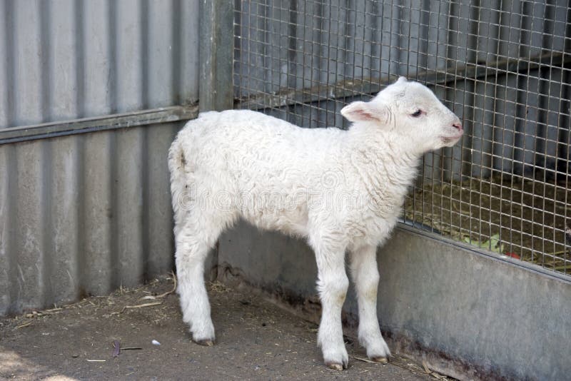 Lamb stock photo. Image of side, white, pink, sheep - 101314004