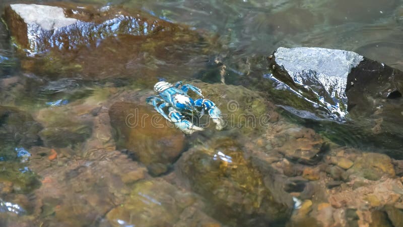 Side on View of a Lamington Spiny Cray in a Mountain Stream Stock Image ...