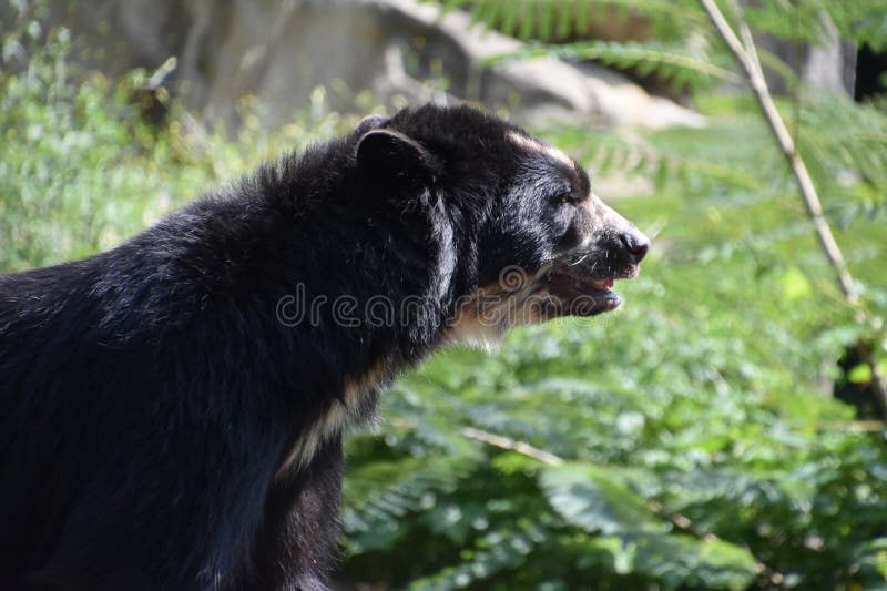 Side View of a Large Andean Bear Stock Image - Image of carnivore ...