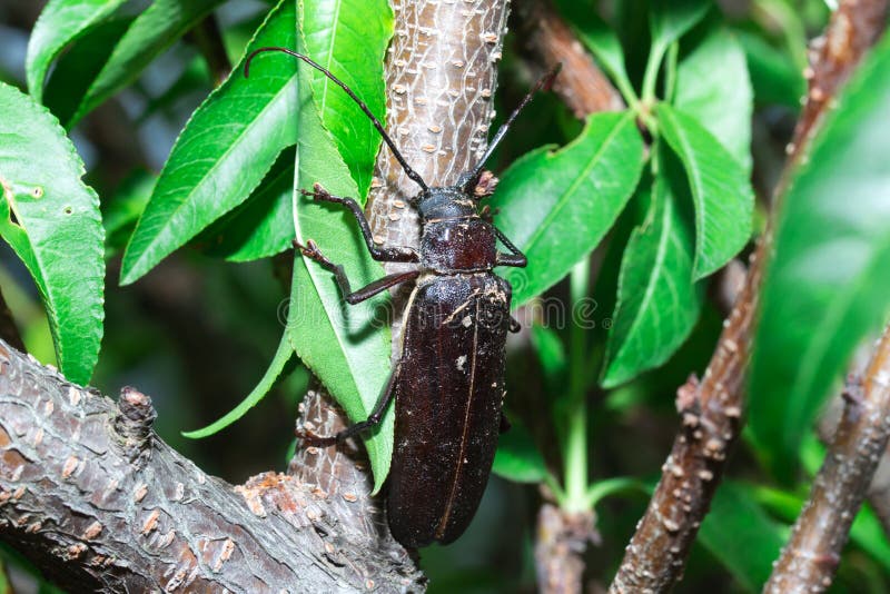 Longhorn Beetle Side Profile Stock Photos - Free & Royalty-Free Stock ...