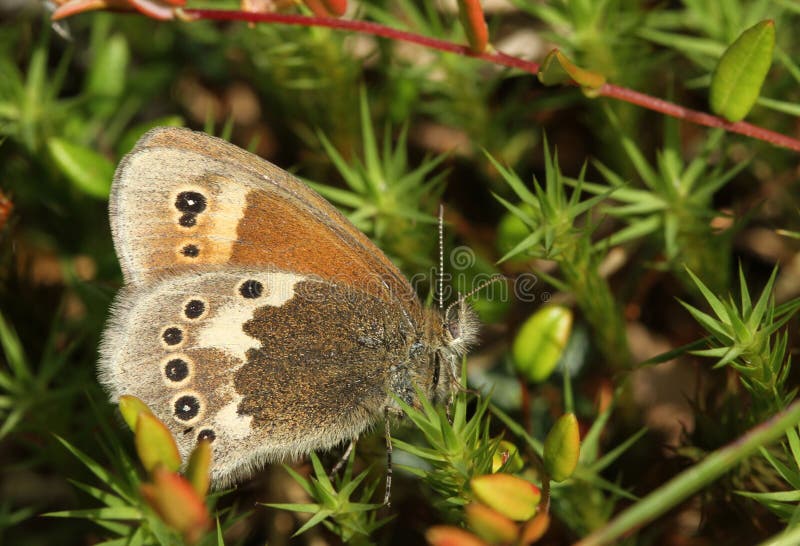 A Side View of a Large Heath Butterfly, Coenonympha Tullia, Perched on ...