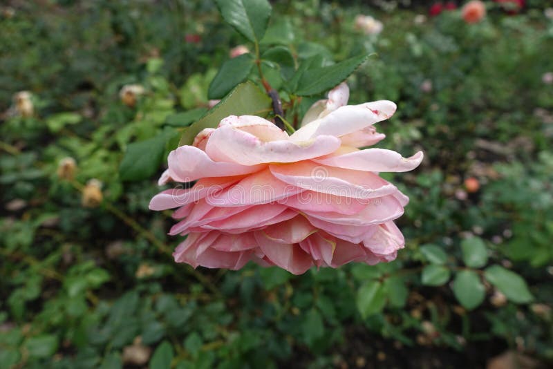 Side View of Large Light Pink Flower of Rose Stock Image - Image of ...