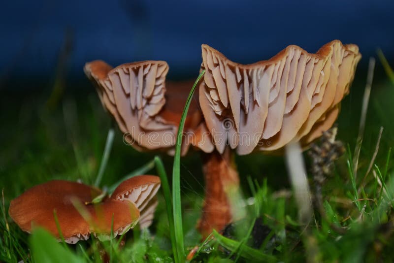 Side View of a Large Mushroom or Toadstool Stock Photo - Image of large ...