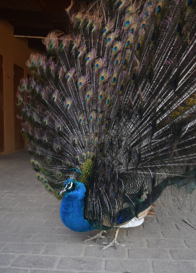 Side View of a Large Peacock with Extended Feathers Stock Image - Image ...