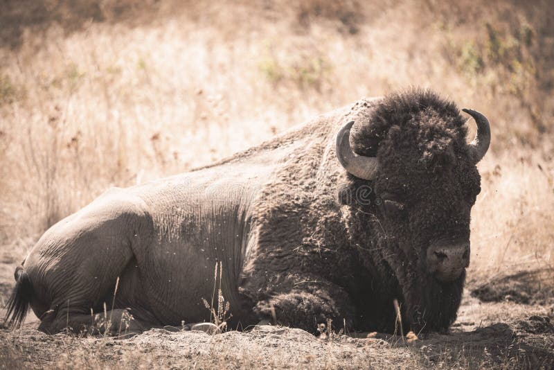 Side View of Large Plains Bison Lying and Resting on the Ground in ...