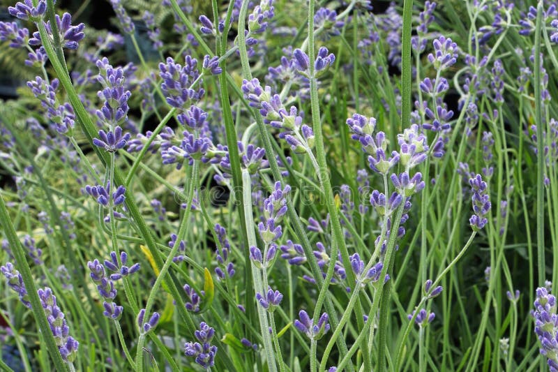 Side View of Lavender Growing in the Garden Stock Image - Image of ...