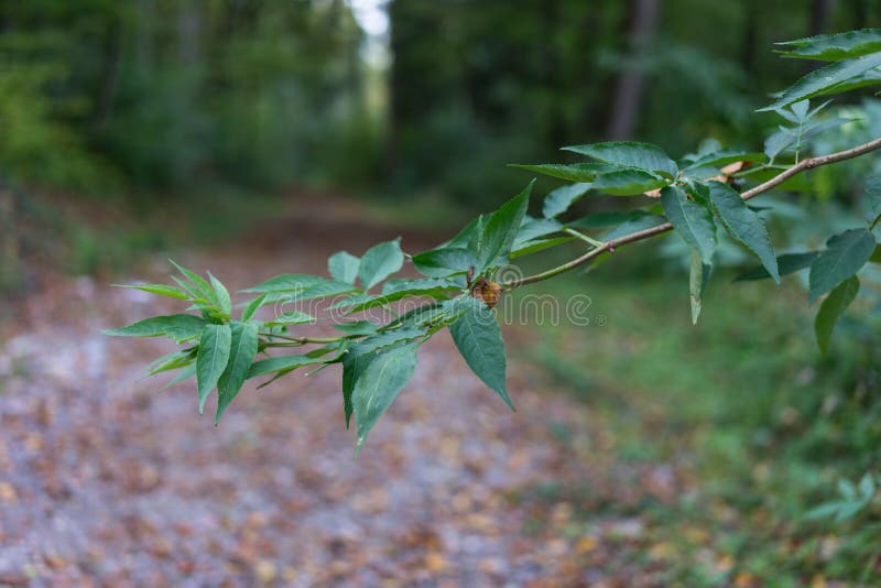 Side View of a Leaf in Forest Hanging from Tree Stock Image - Image of ...