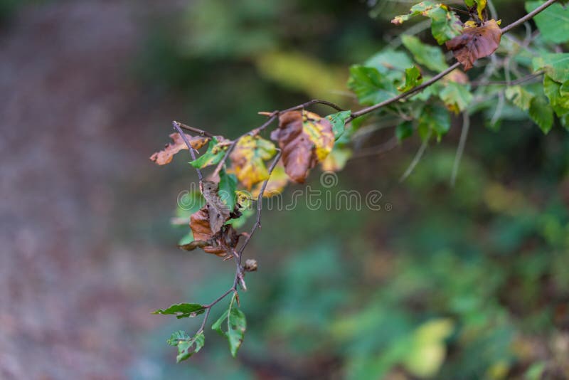 Side View of a Leaf in Forest Hanging from Tree Stock Image - Image of ...