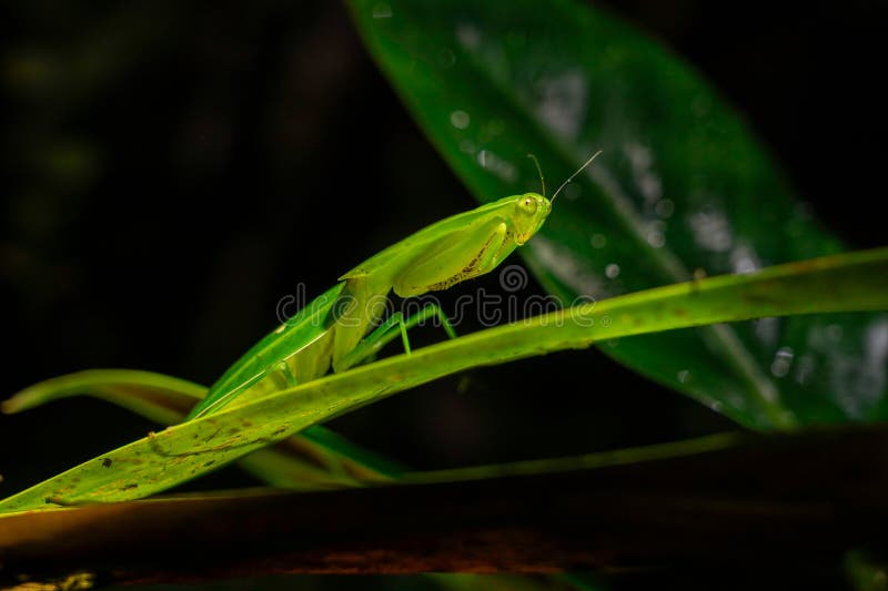 Side View of a Leaf Mantis at Night, Illuminated by a Flashlight. the ...
