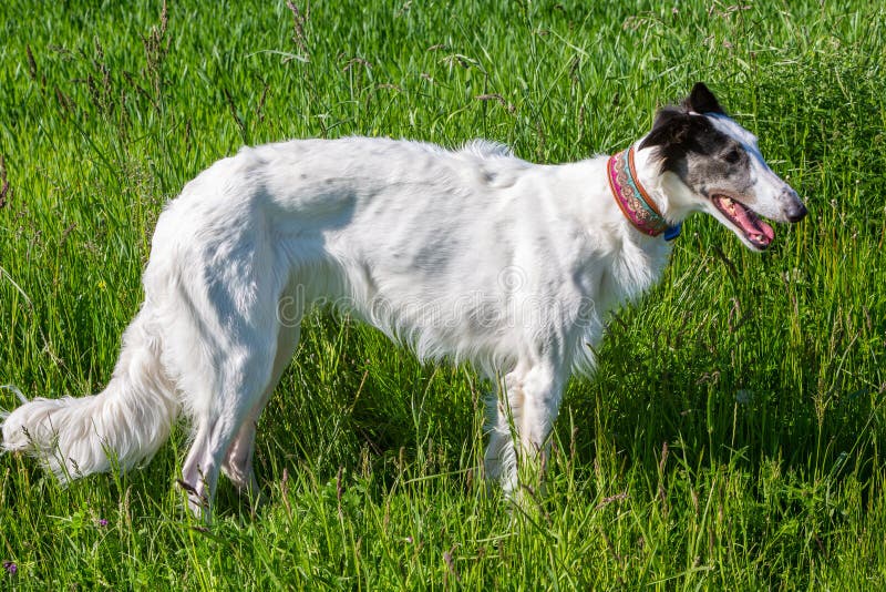Side View of a Lean Greyhound Stock Image - Image of time, barsoi ...