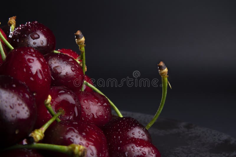 Side View and Left of Frame. Macro on Fresh, Wet, Dark Cherries Stock ...
