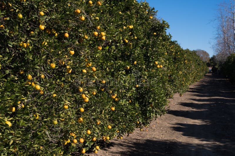 1,659 Lemon Tree Grove Stock Photos - Free & Royalty-Free Stock Photos ...