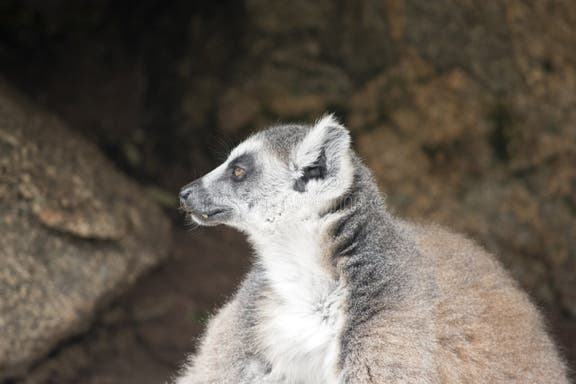 Side view lemur stock image. Image of brown, primates - 106422383