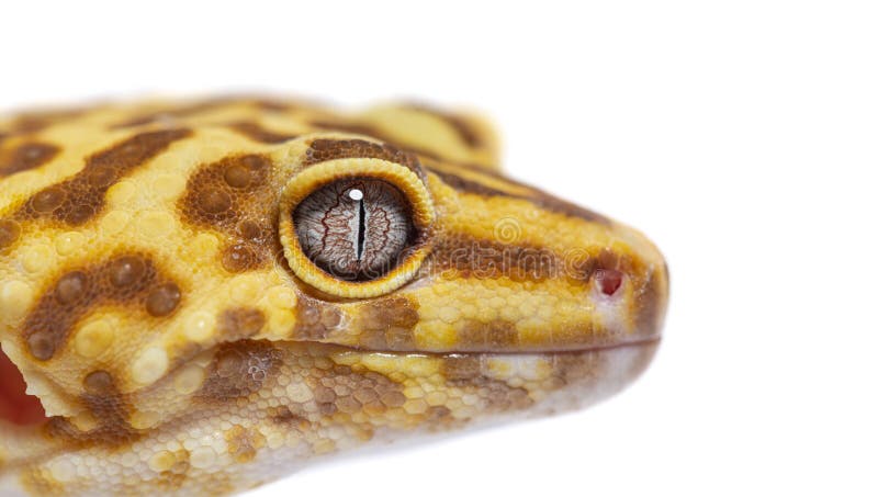 Side View of Leopard Gecko Close-up Head Stock Photo - Image of head ...