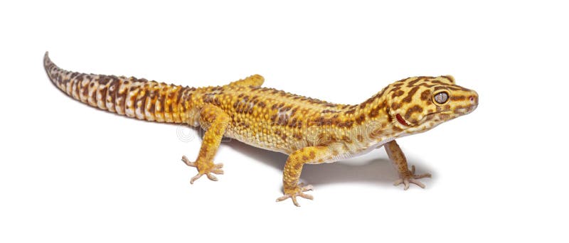 Side View of Leopard Gecko, Eublepharis Macularius, Isolated on White ...