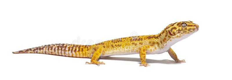 Side View of Leopard Gecko, Eublepharis Macularius, Isolated on White ...