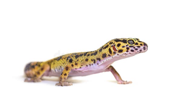 Side View of a Leopard Gecko, Isolated on White Stock Photo - Image of ...