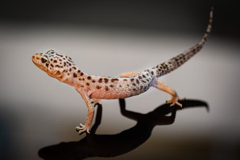 Side view of Leopard Gecko stock photo. Image of side - 236497810