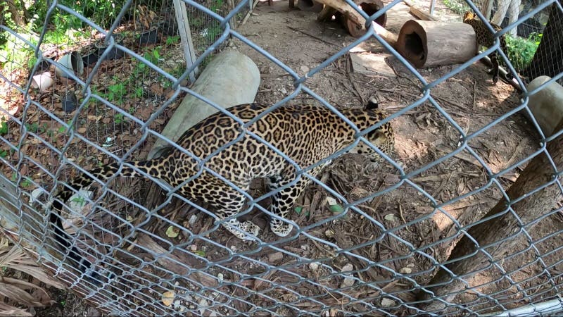 Leopard in cage roaring. stock footage. Video of corbett - 255129294