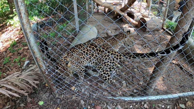 Side View of Leopard, Portrait of Leopard in Cage Stock Footage - Video ...