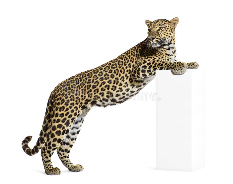 Leopard in Front of a White Background Stock Image - Image of ...