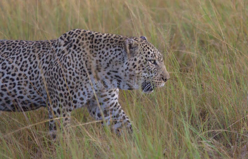 Side View of Leopard Walking Stealthily in the Tall Grass in the Wild ...