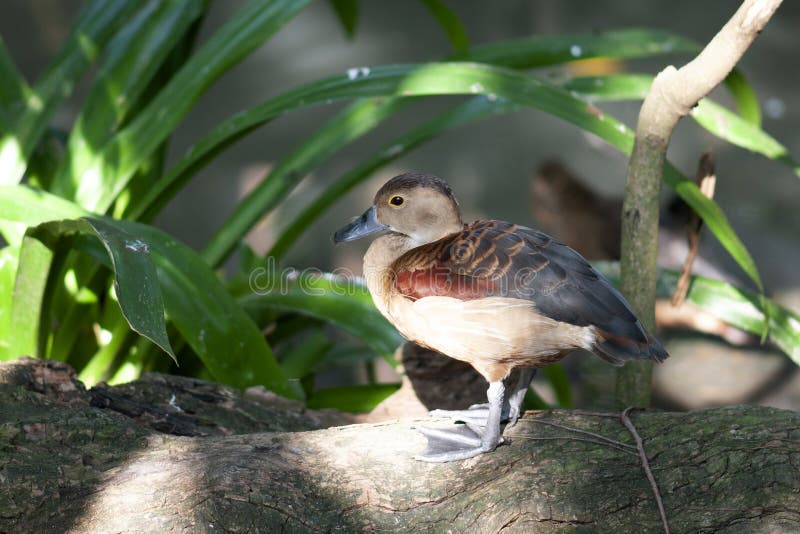 Side View of Lesser Whistling Duck Standing Alone on the Log in Forest ...