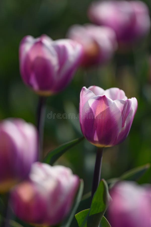 Side View of Librije Tulips in a Field of Flower Crops Against a ...