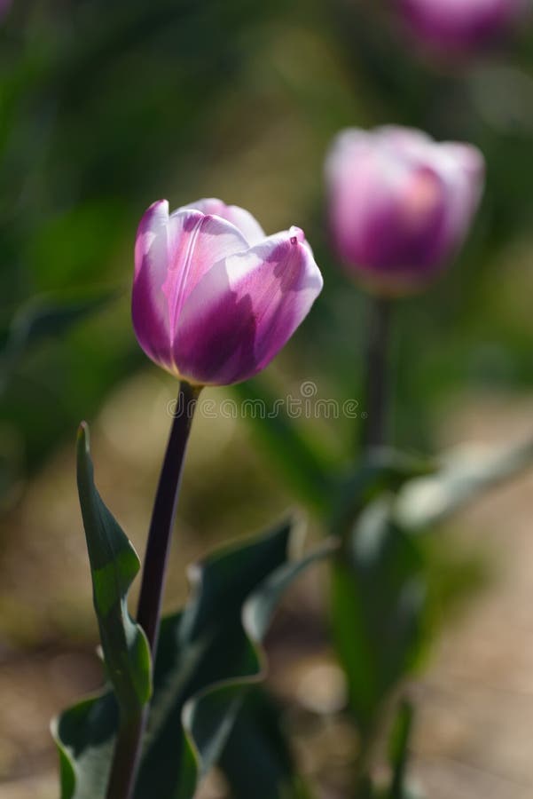 Side View of Librije Tulips in a Field of Flower Crops Against a ...