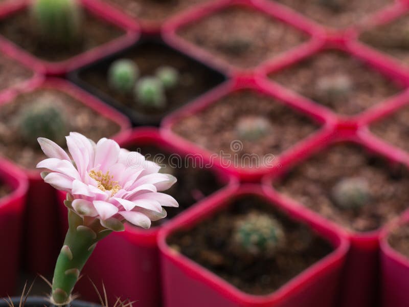 The Side View of Light Pink Cactus Flower Stock Image - Image of ...