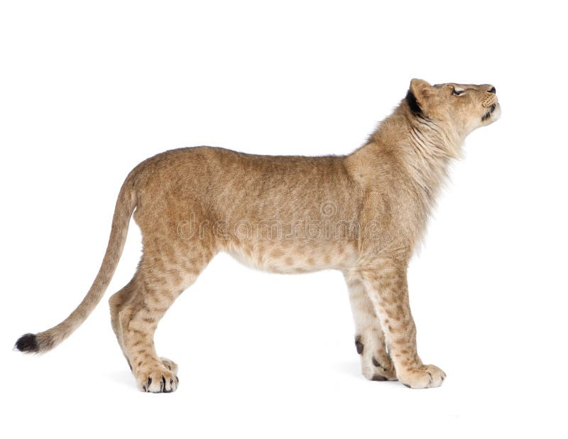 265 Side View Lion Cub Stock Photos - Free & Royalty-Free Stock Photos ...