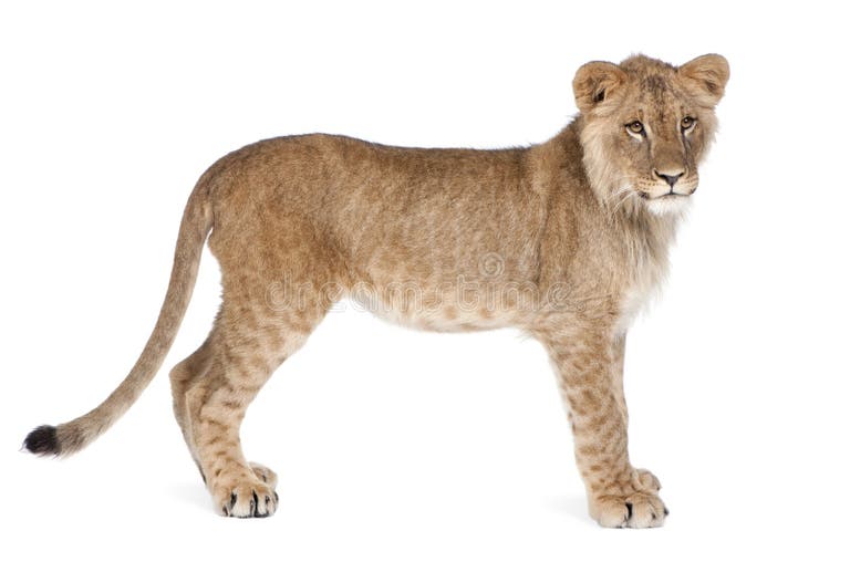 265 Side View Lion Cub Stock Photos - Free & Royalty-Free Stock Photos ...