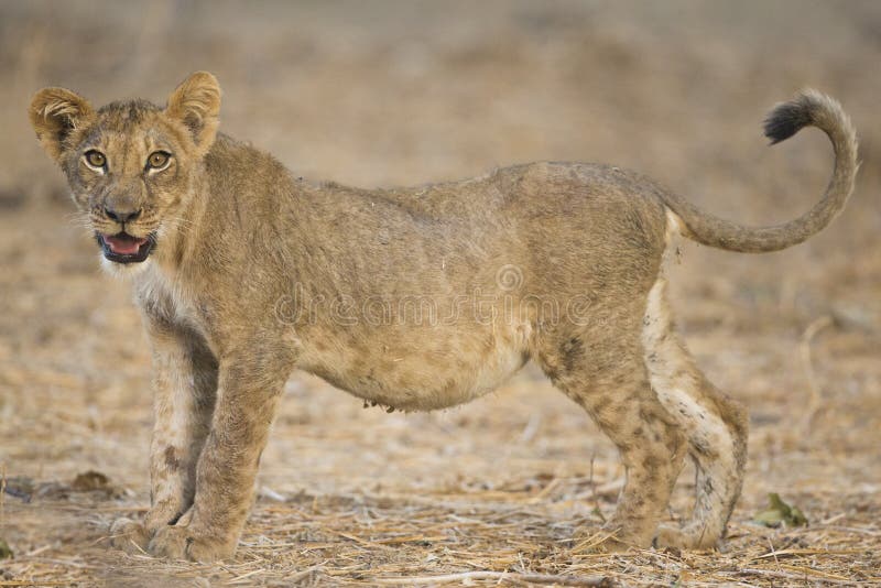240 Side View Lion Cub Stock Photos - Free & Royalty-Free Stock Photos ...