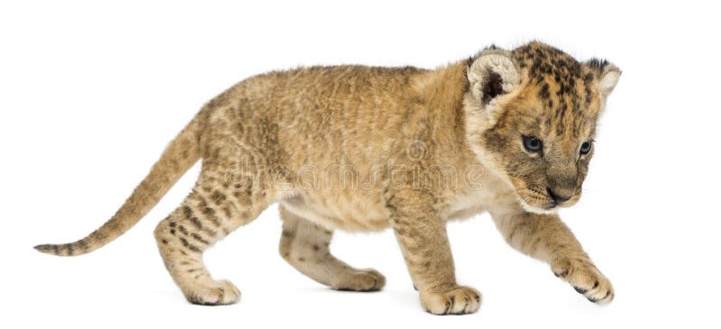 240 Side View Lion Cub Stock Photos - Free & Royalty-Free Stock Photos ...