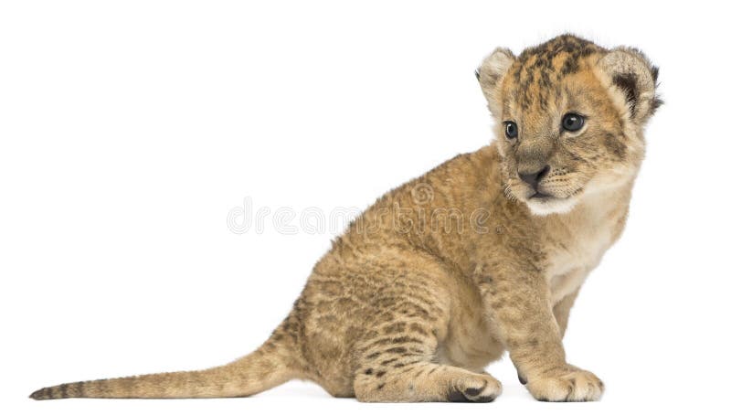 240 Side View Lion Cub Stock Photos - Free & Royalty-Free Stock Photos ...