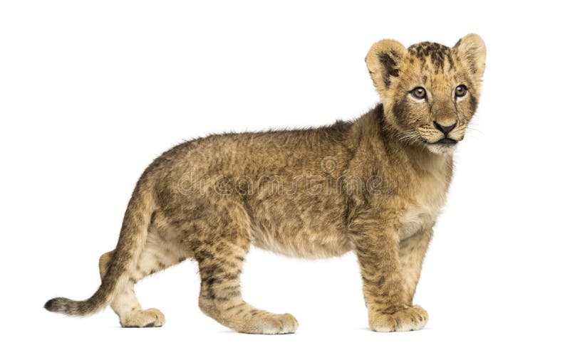 268 Side View Lion Cub Stock Photos - Free & Royalty-Free Stock Photos ...