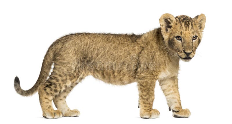 Side View of a Lion Cub Standing, Looking Down, 10 Weeks Old Stock ...