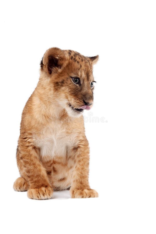Side view of a Lion cub stock photo. Image of vertebrate - 60823482