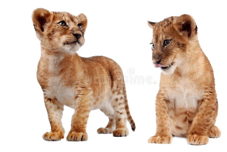 265 Side View Lion Cub Stock Photos - Free & Royalty-Free Stock Photos ...