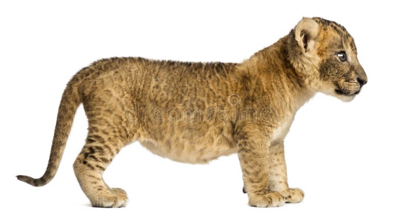 240 Side View Lion Cub Stock Photos - Free & Royalty-Free Stock Photos ...