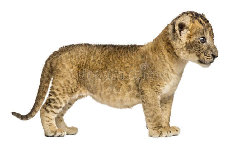 240 Side View Lion Cub Stock Photos - Free & Royalty-Free Stock Photos ...