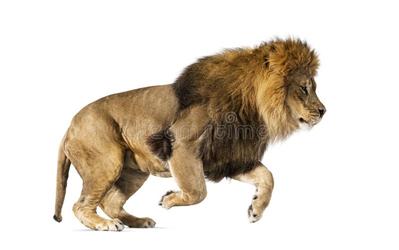 Side View of a Lion Jumping, , Isolated on White Stock Image - Image of ...
